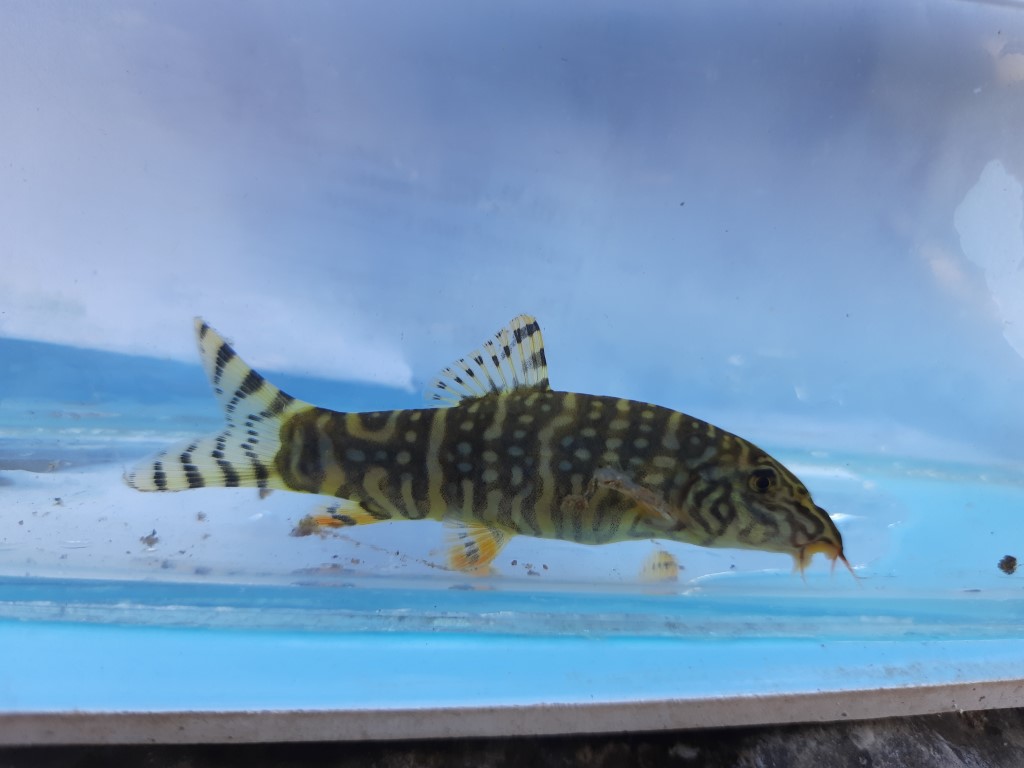 Photo Gallery | Bio Resources Development Centre (BRDC), Meghalaya