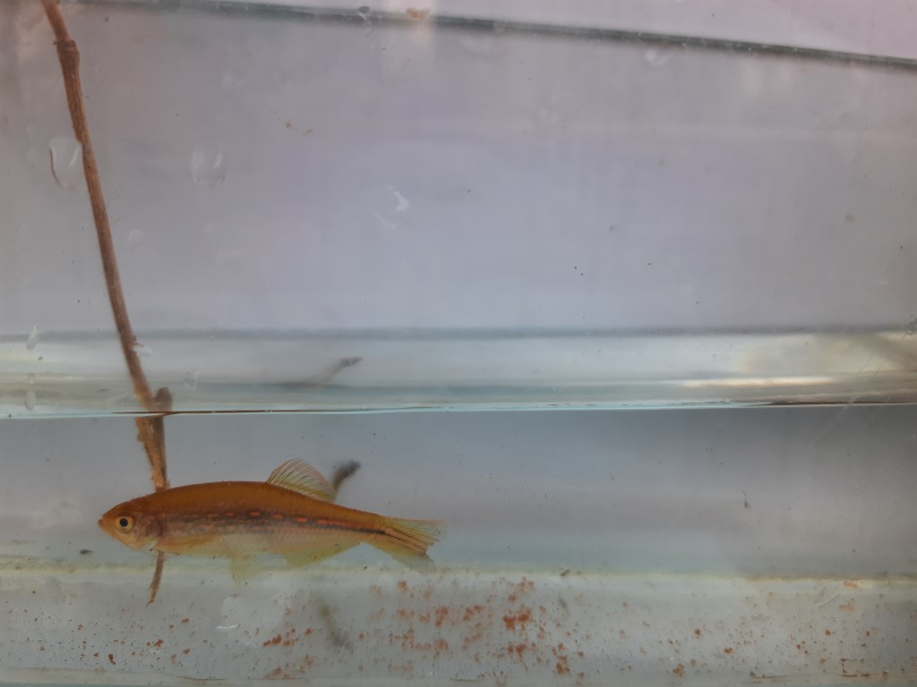 Photo Gallery | Bio Resources Development Centre (BRDC), Meghalaya