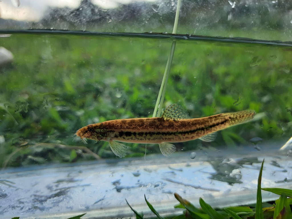 Photo Gallery | Bio Resources Development Centre (BRDC), Meghalaya