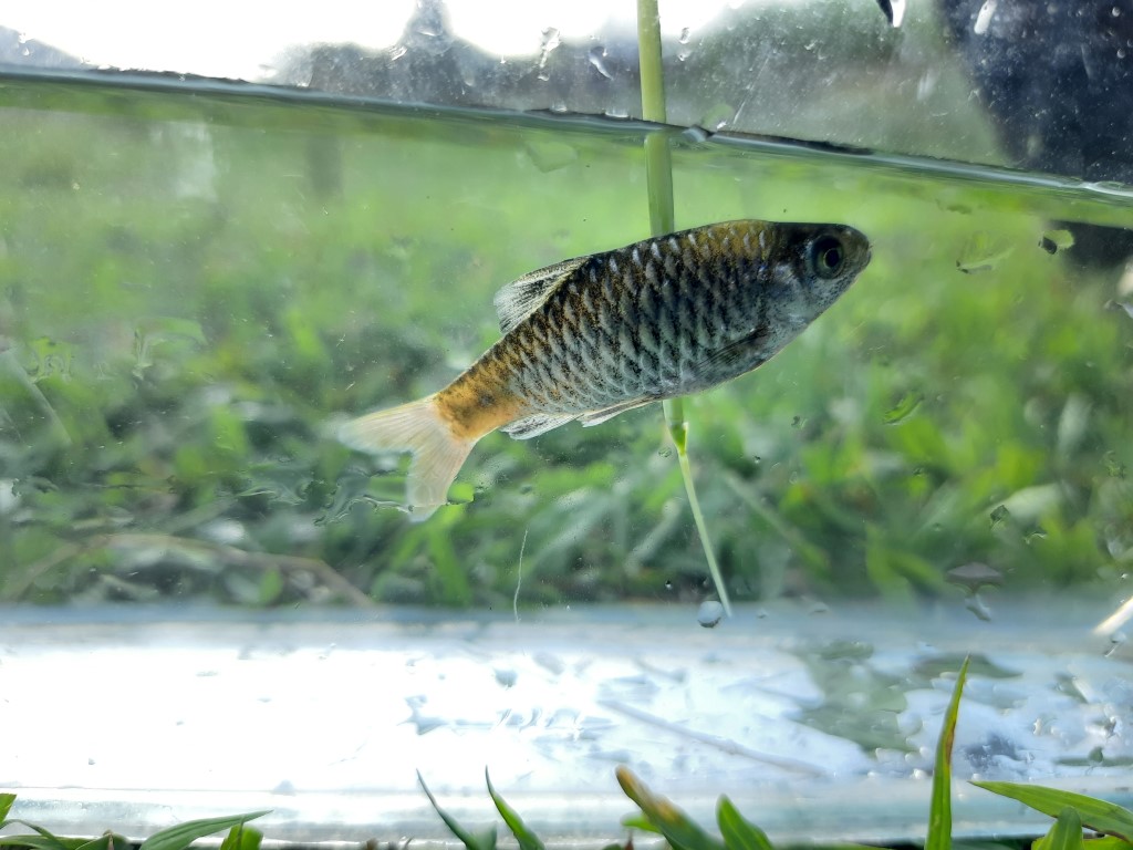 Photo Gallery | Bio Resources Development Centre (BRDC), Meghalaya